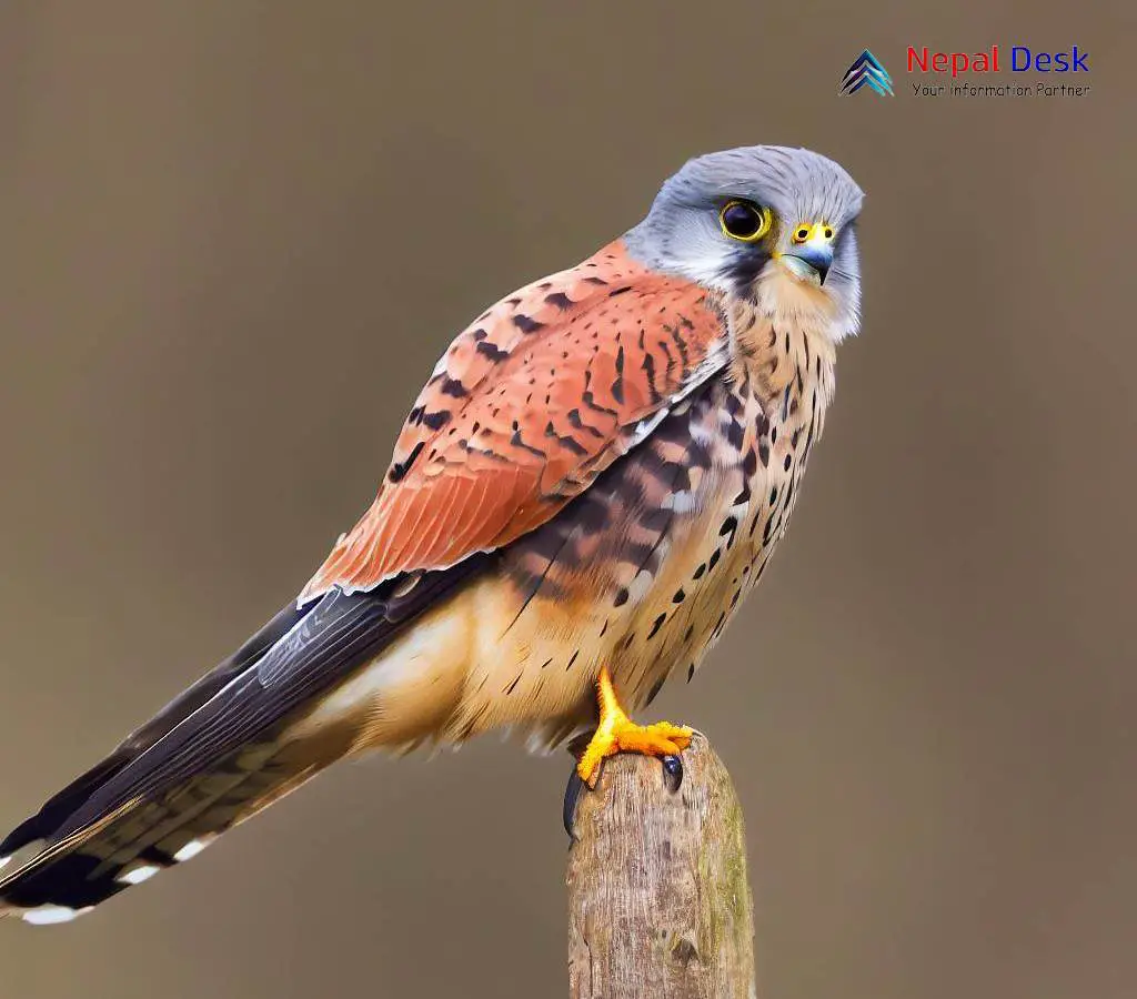 Common Kestrel: The Agile Hunter | Nepal Desk